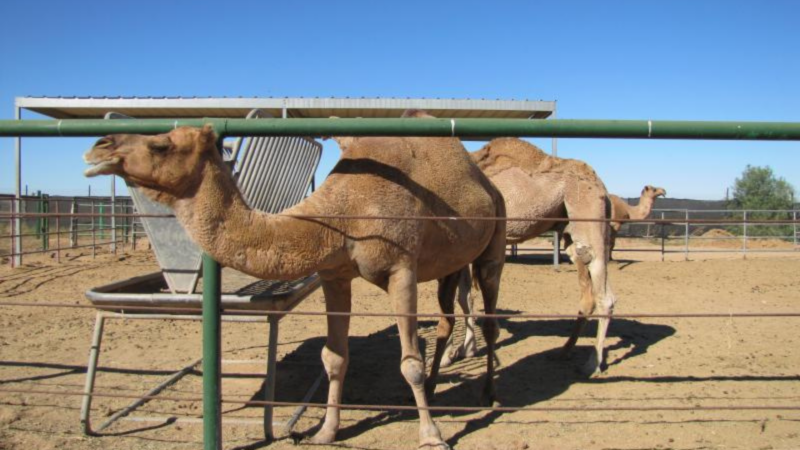 28 Fun Things To Do In Yuma Az (Arizona) - 2023